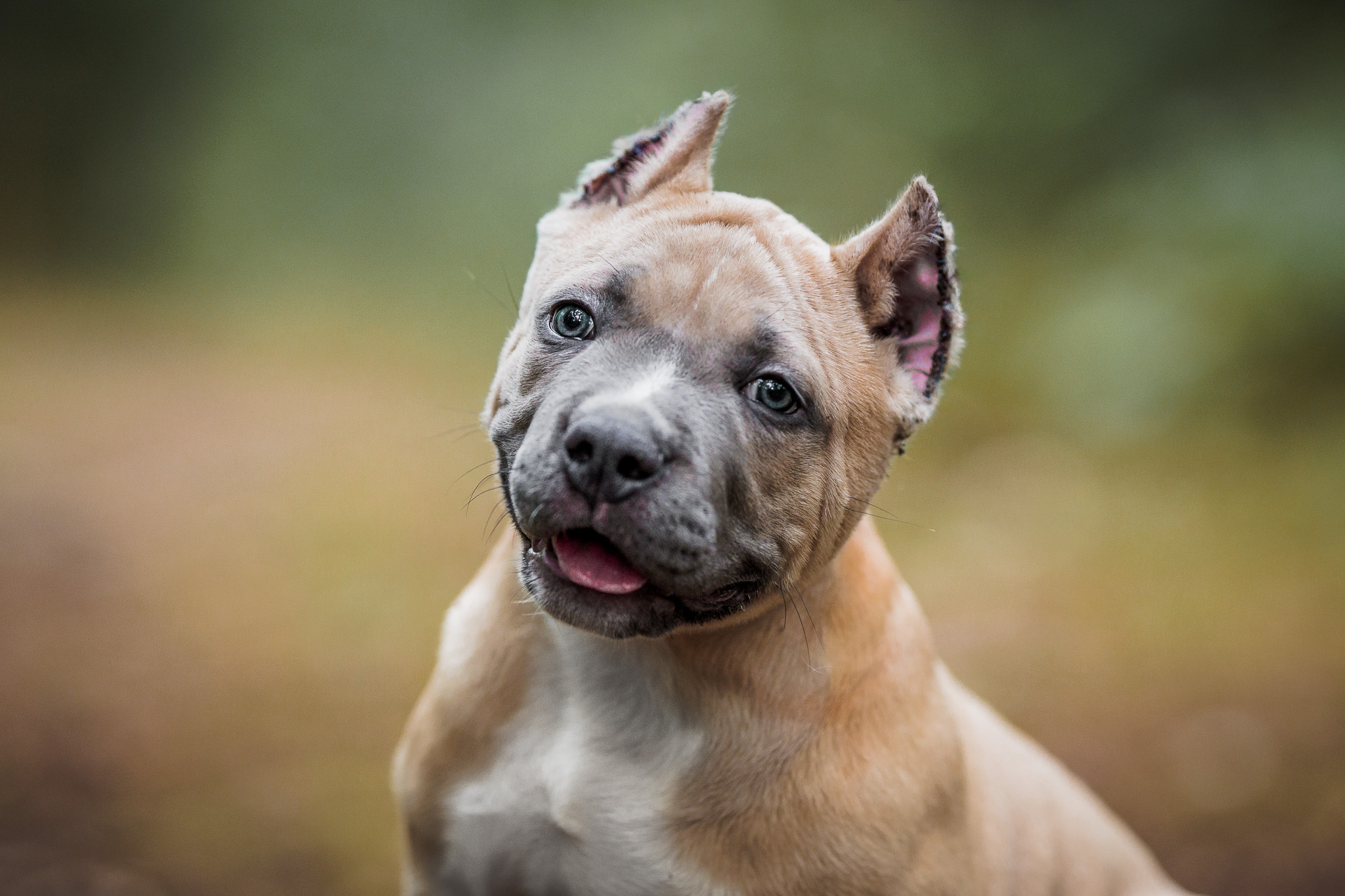 Complete Bullies Rudolph | Complete Bullies - Elitní chov American Bully XL