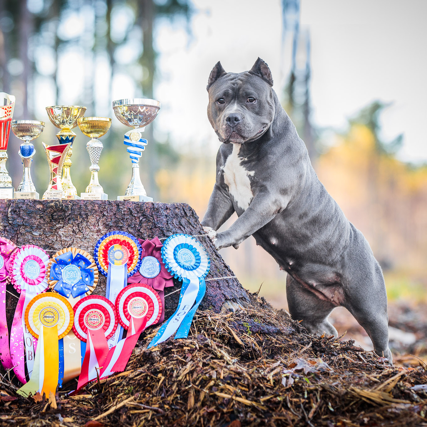 Náš chov | Complete Bullies - Elitní chov American Bully XL